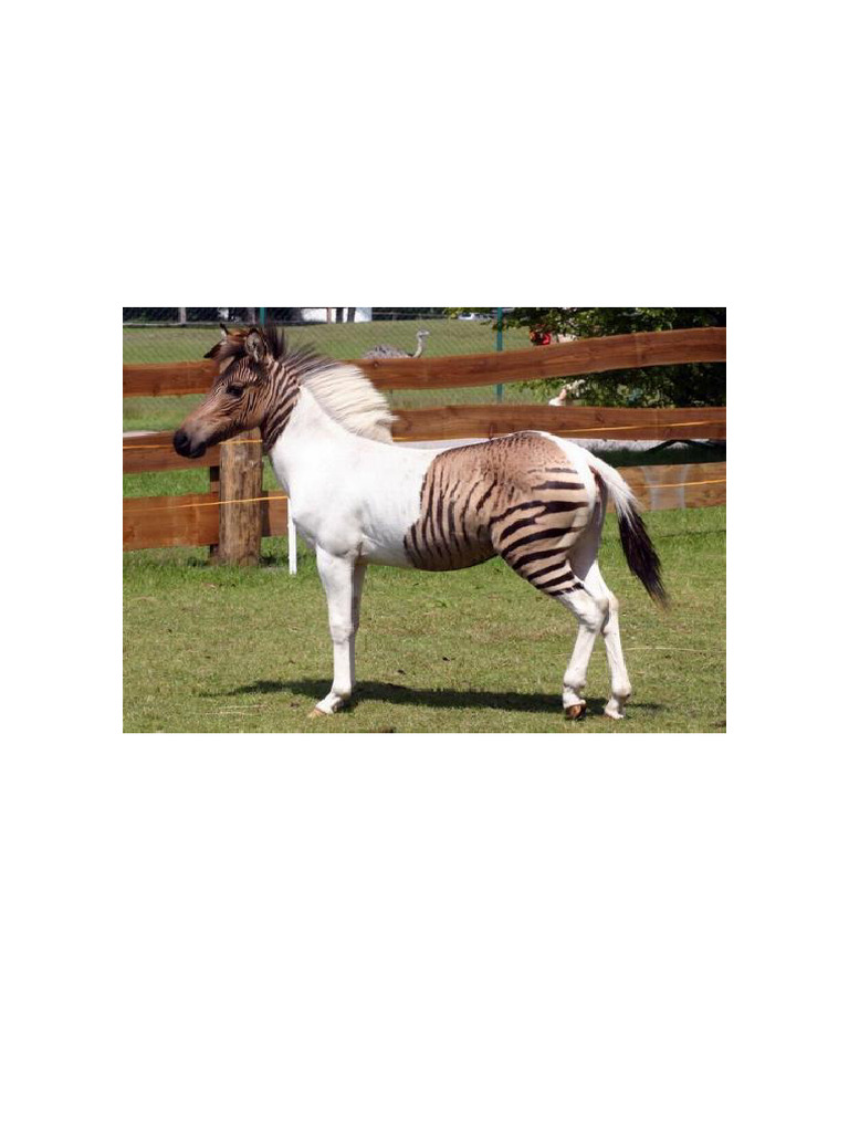 Transferencia Embrionaria en Equidos | PDF