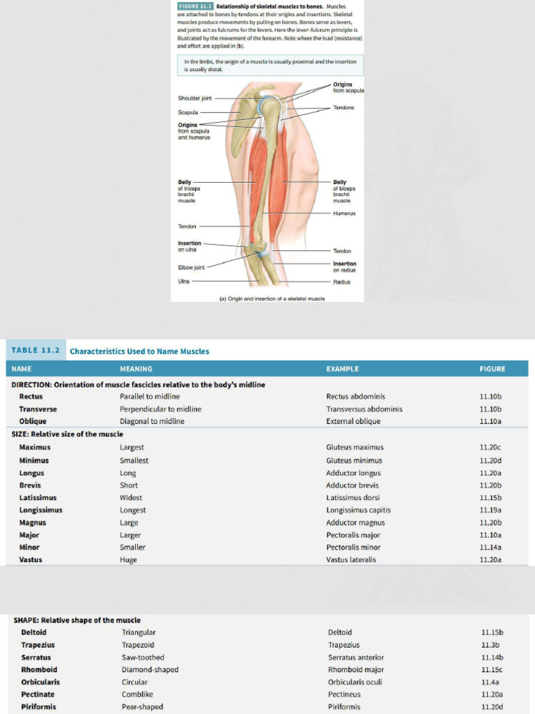 Anatomy 1 Pages 2 - Compressed | PDF
