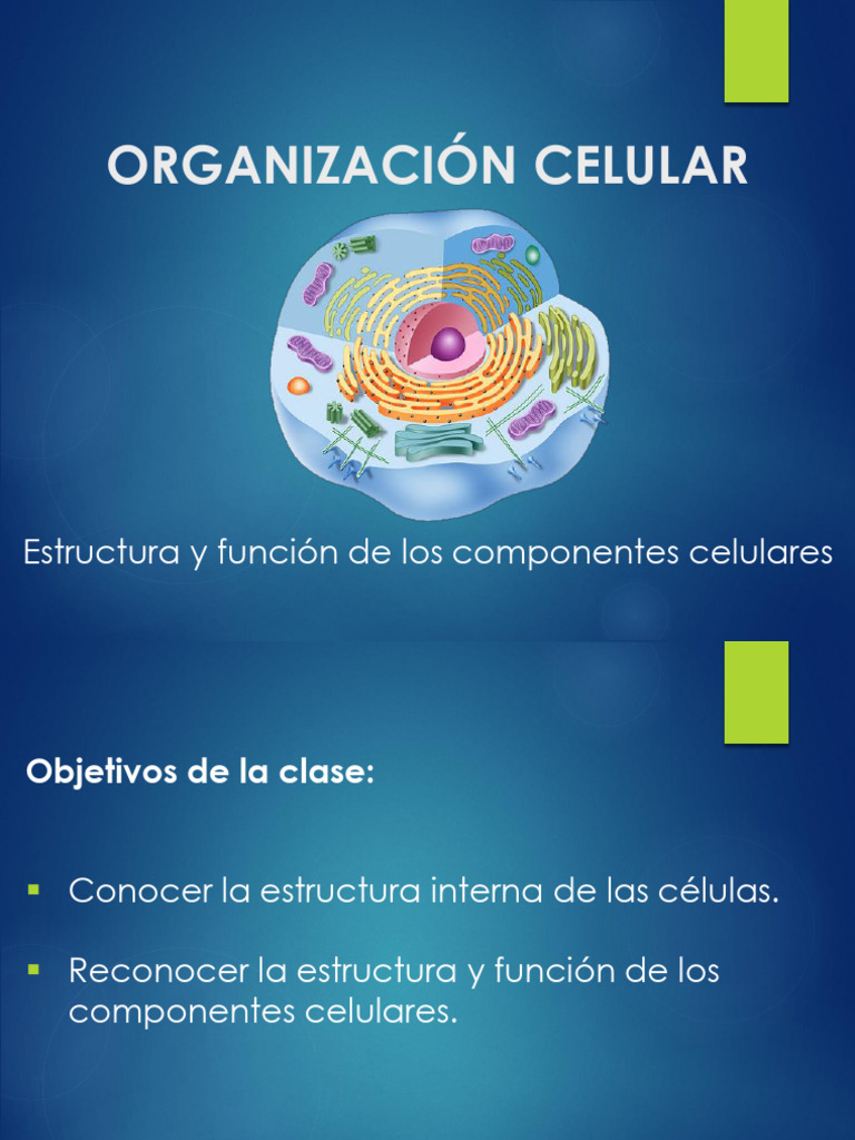 Estructura y Función de la Célula | PDF | Biología Celular) | Nucleo ...