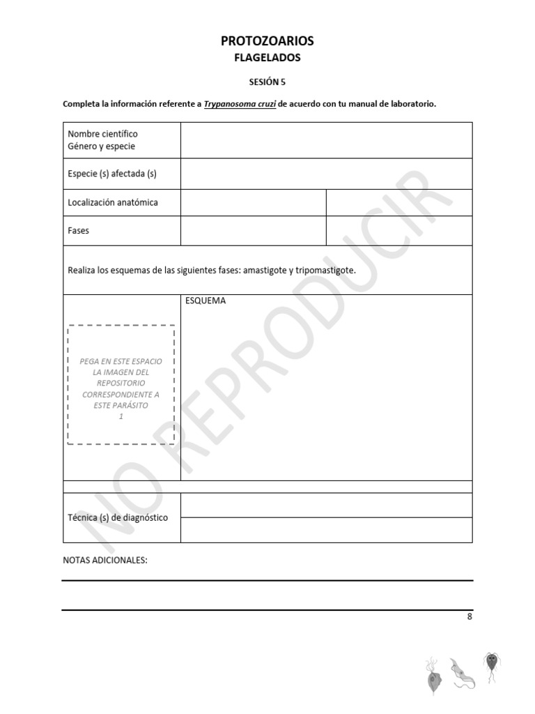 Manual de Laboratorio de Protozoarios y Platelmintos | PDF | Protostomas