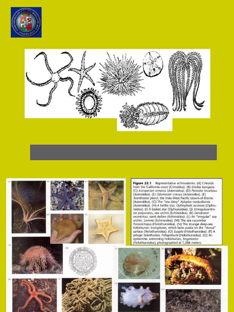 Generalidades Equinodermos | PDF | Zoología | Biología