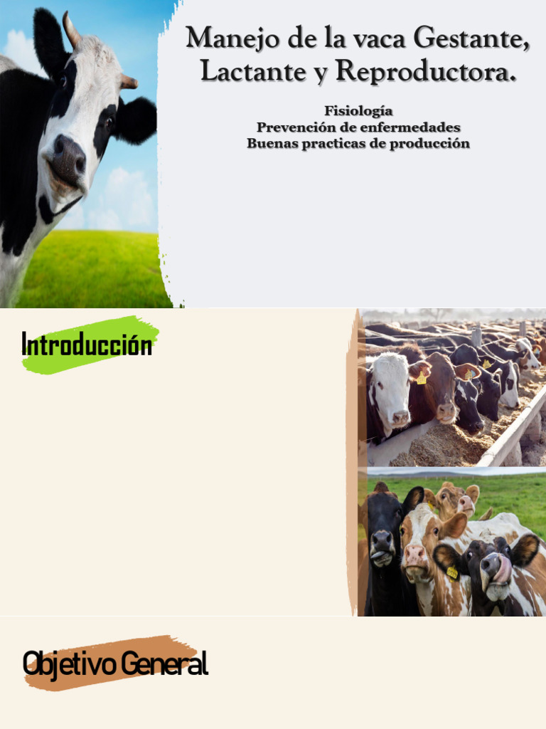 Manejo de La Vaca Gestante, Lactante y | PDF | Vacas | Lactancia