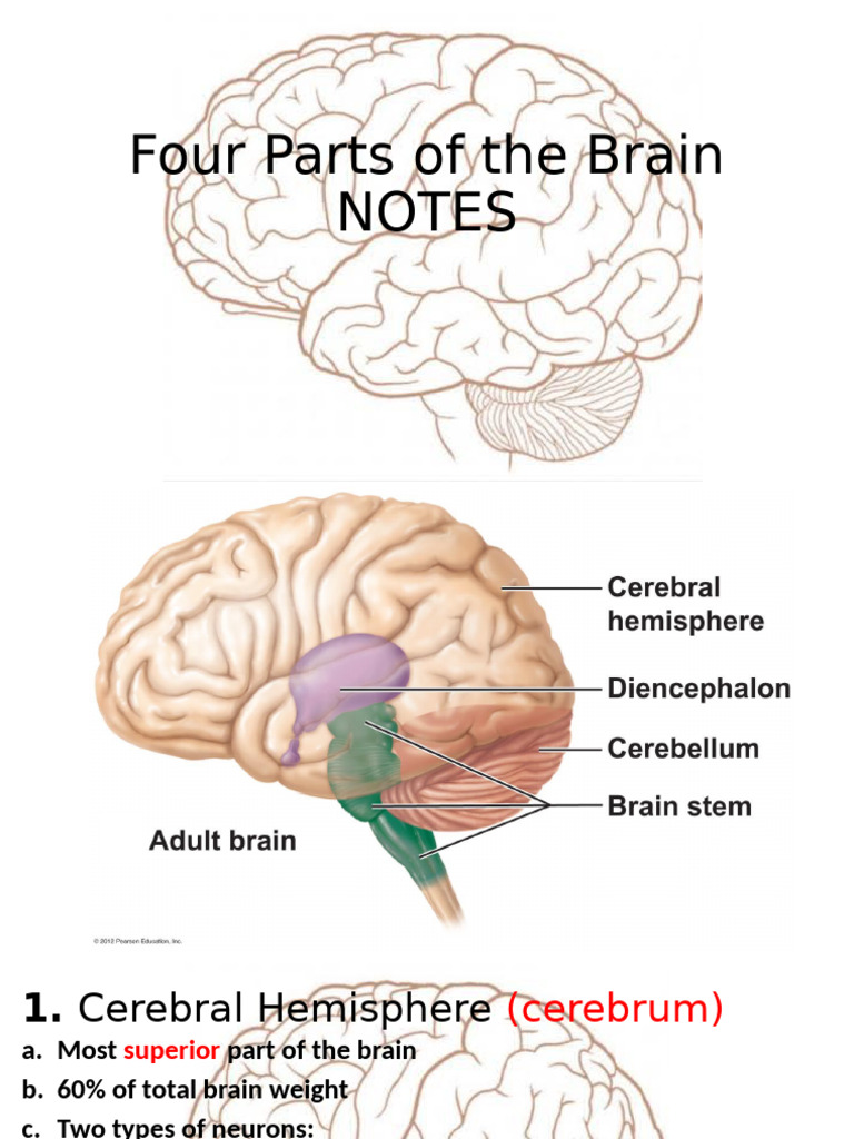 Anatomy of the Brain: Key Structures | PDF | Cerebral Cortex | Thalamus