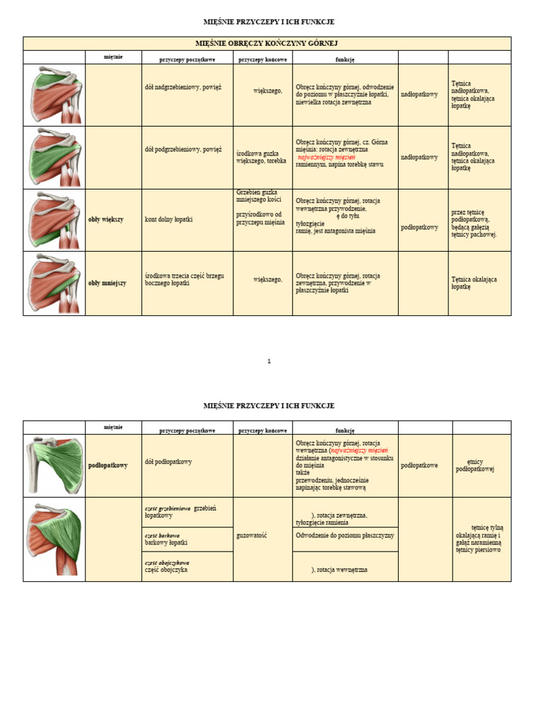 ANATOMIA - Miesnie - Przyczepy - TABLICE - III | PDF
