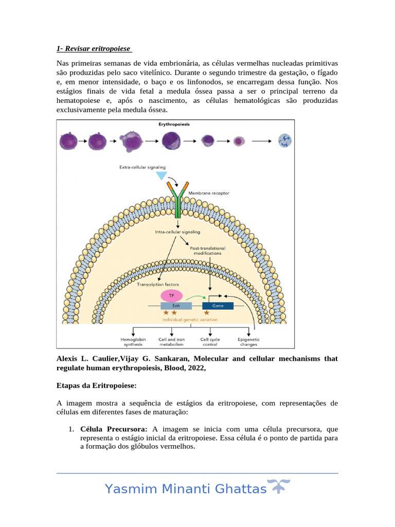 Eritropoiese e Anemia: Etapas e Tipos | PDF | Anemia | Ferro