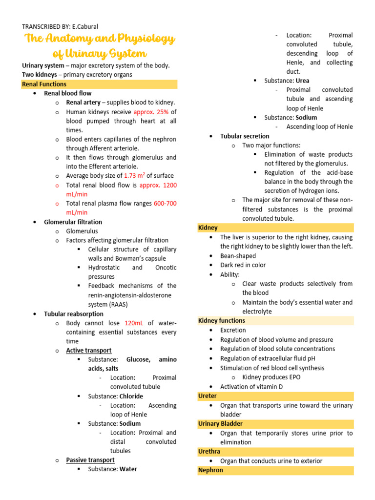 Urinary System Anatomy and Functions | PDF | Kidney | Organ (Anatomy)