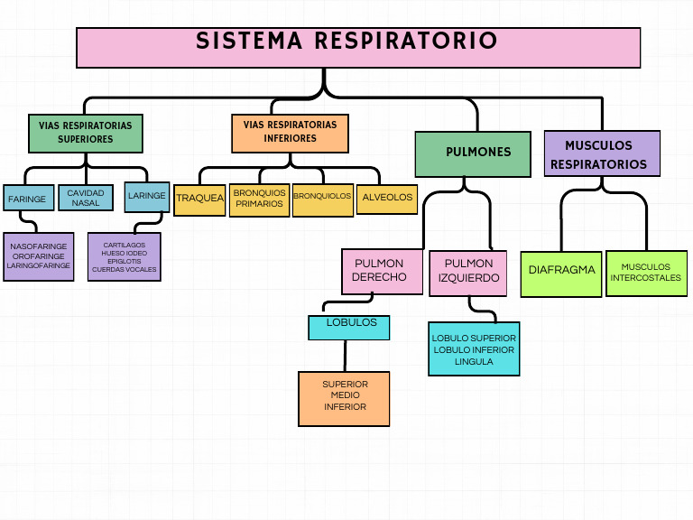 Gráfica Sistema Respiratorio | PDF