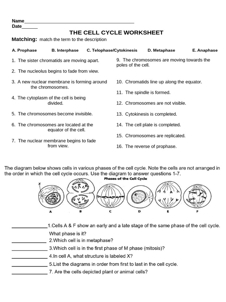 Mitosis Activity | PDF