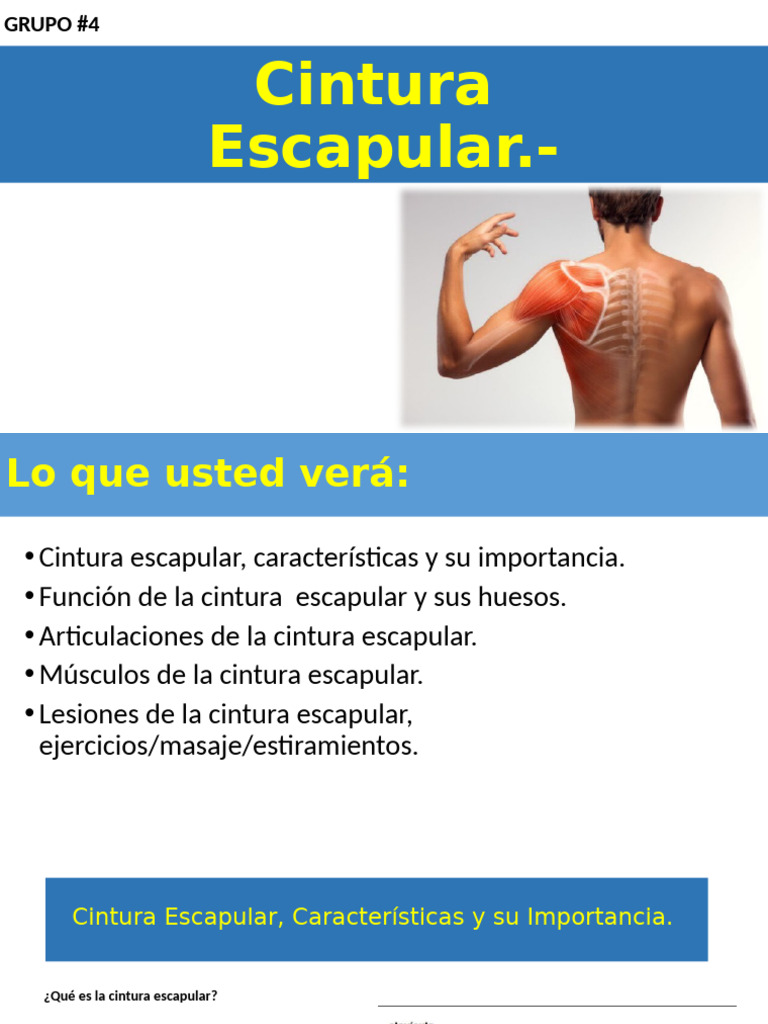 Cintura Escapular: Función y Lesiones | PDF | Sistema ...