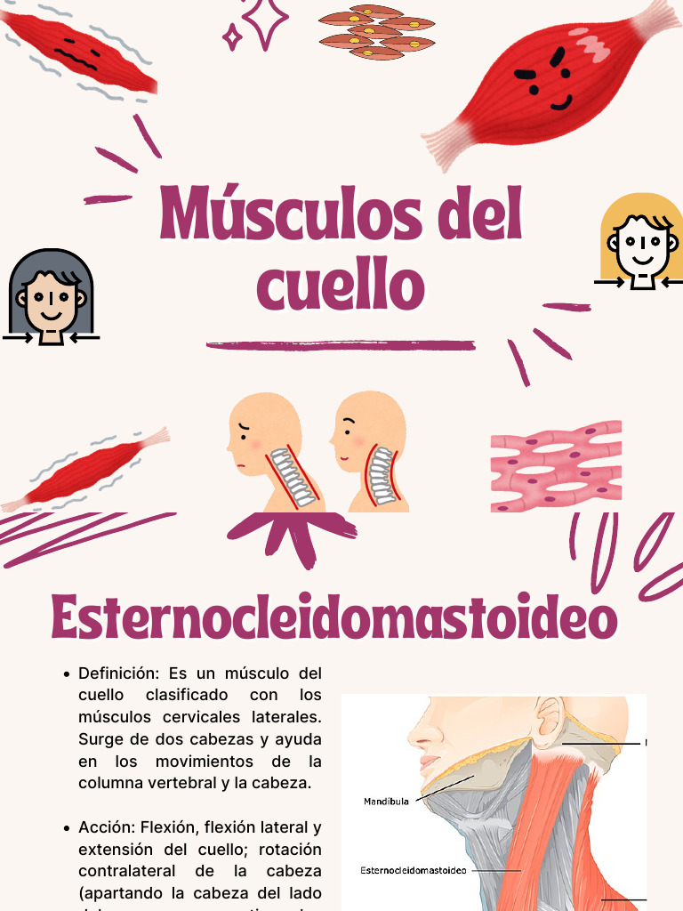 Músculos Del Cuello PDF | PDF