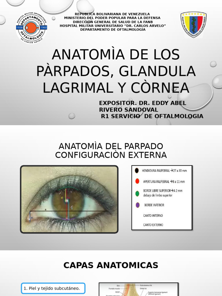 Anatomía de Párpados y Córnea en Oftalmología | PDF | Músculo | Epitelio
