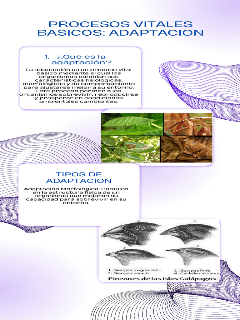 Procesos Vitales Basicos Orden | PDF