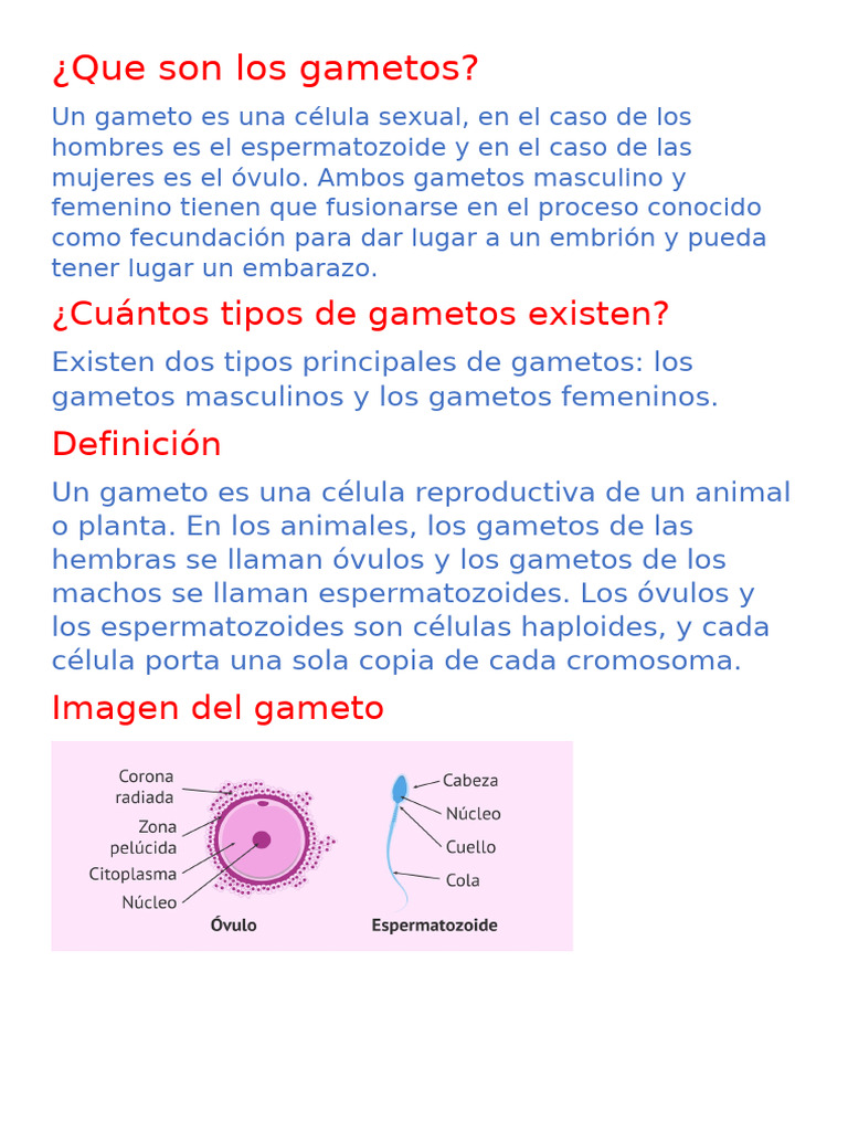 Que Son Los Gametos | PDF