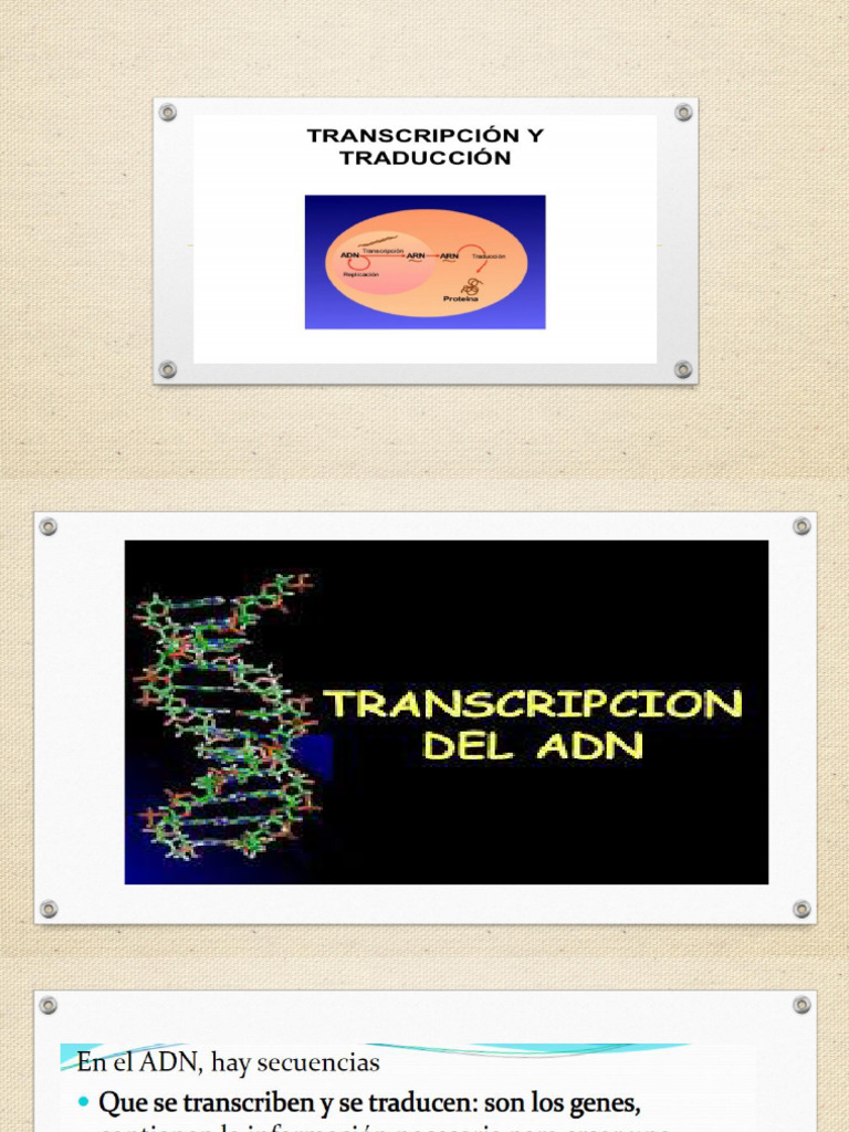 DIAPOSITIVAS GENÉTICA MOLECULAR TRANSCRIPCION Y TRADUCCION | PDF
