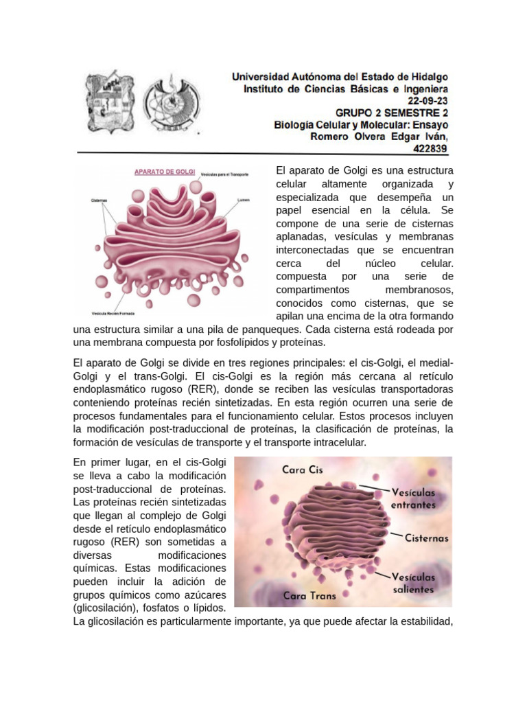 El Aparato de Golgi Es Una Estructura Celular Altamente Organizada y Especializada Que Desempeña ...
