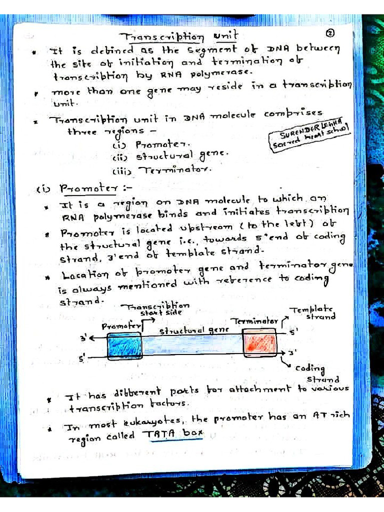 Protein Synthesis Notes | PDF
