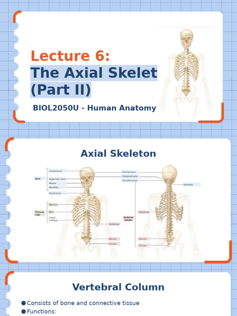 Axial Skeleton Overview and Anatomy | PDF | Vertebra | Vertebral Column