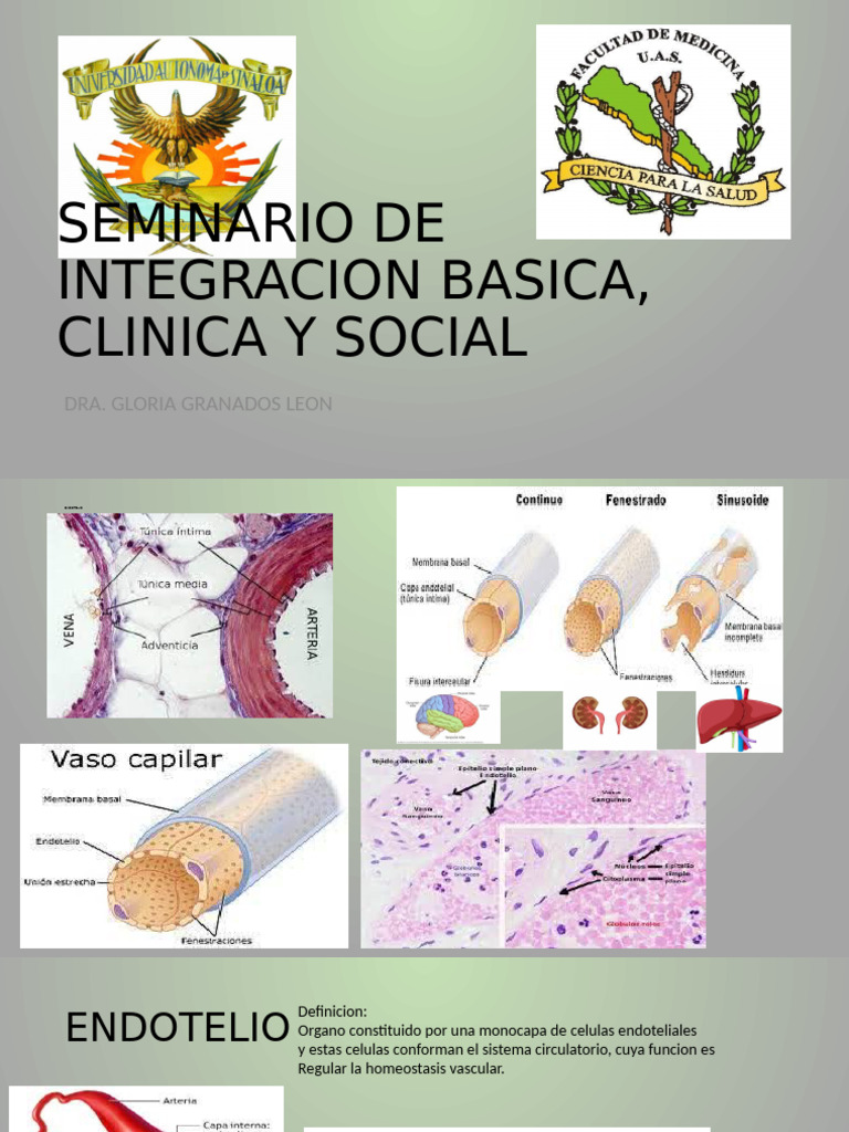 ENDOTELIO | PDF | Endotelio | Anatomia animal
