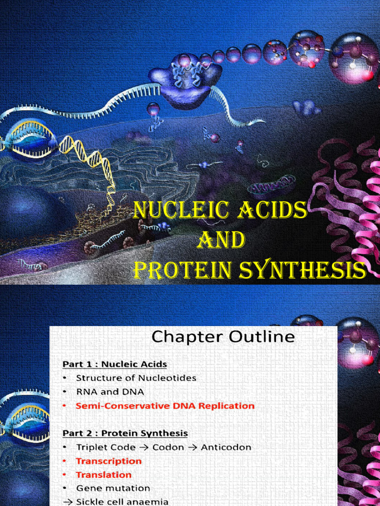 Nucleic Acids and Protein Synthesis | PDF
