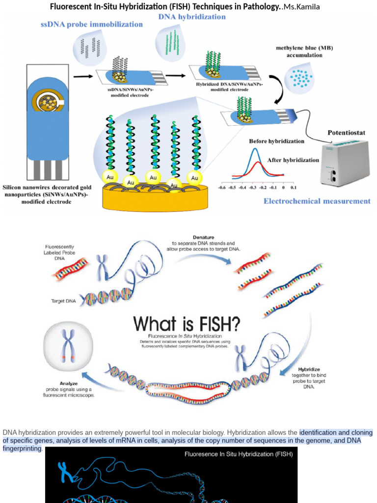Fluorescent In-Situ Hybridization (FISH) Techniques In-1 | PDF | Fluorescence In Situ ...