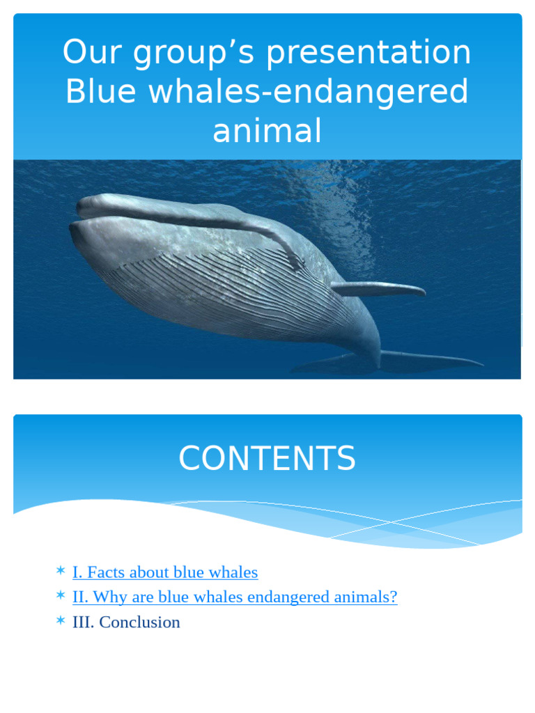 Blue Whales Endangered Species Facts Pdf