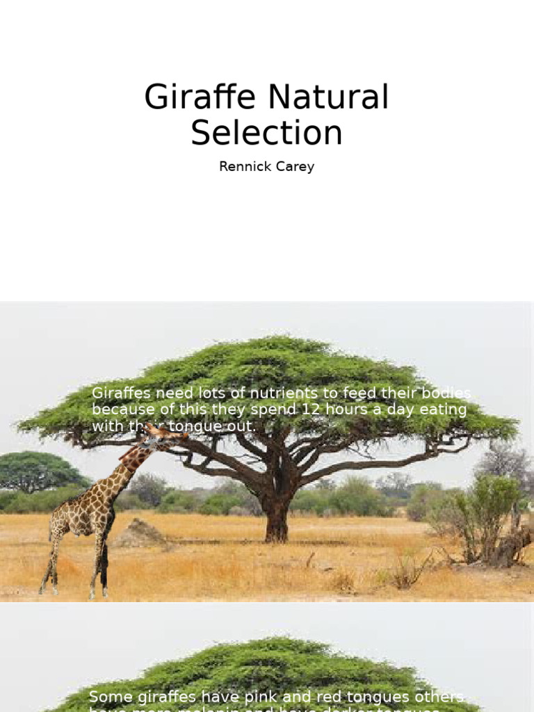 Giraffe Natural Selection | PDF