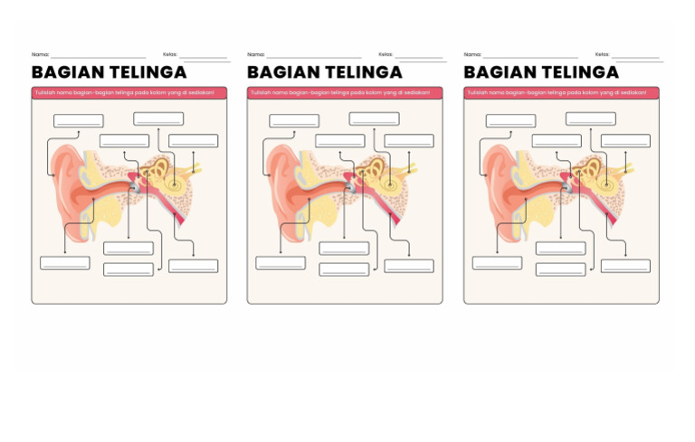 Bagian Telinga | PDF
