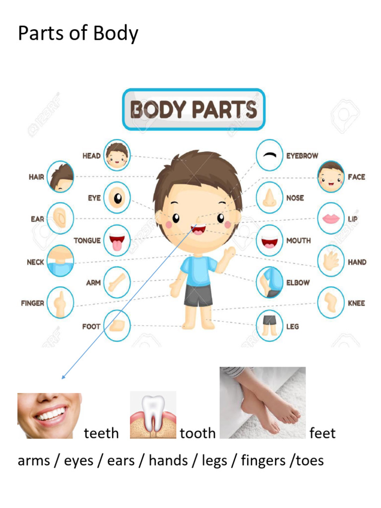 Parts of Body | PDF