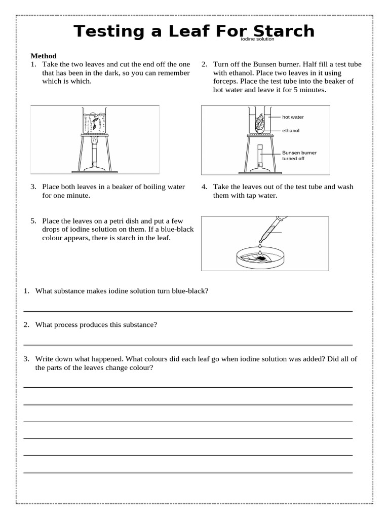Worksheet Testing A Leaf For Starch | PDF