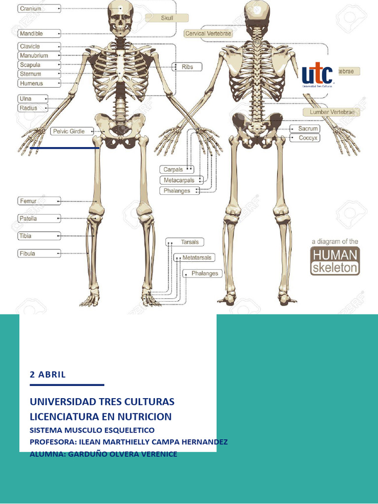 Cuestionario No. 3 Sme | PDF | Articulación | Pelvis