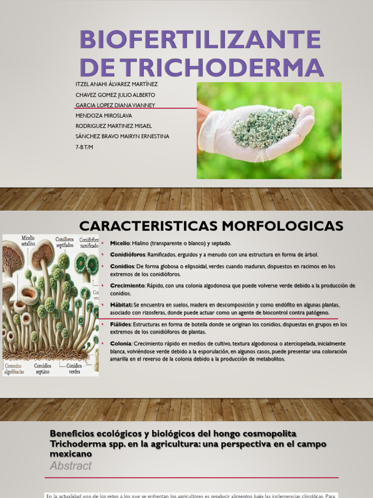 Biofertilizante de Trichoderma | PDF | Agricultura | Desarrollo sostenible