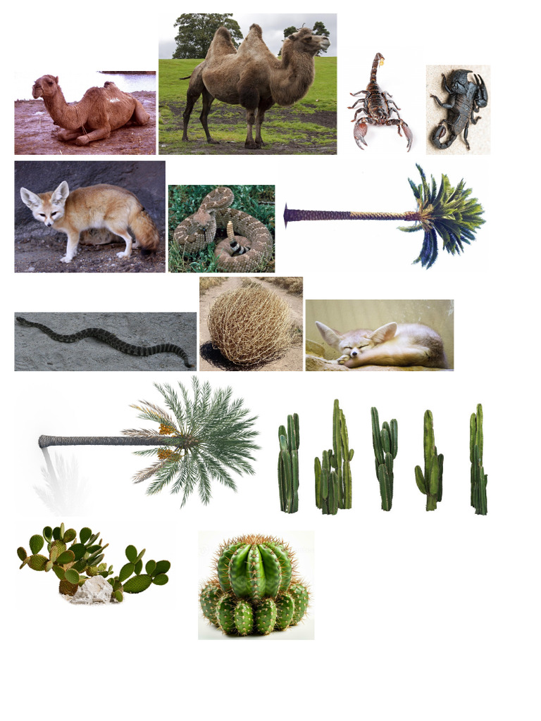 Desert Animal and Plant Cut Paste | PDF