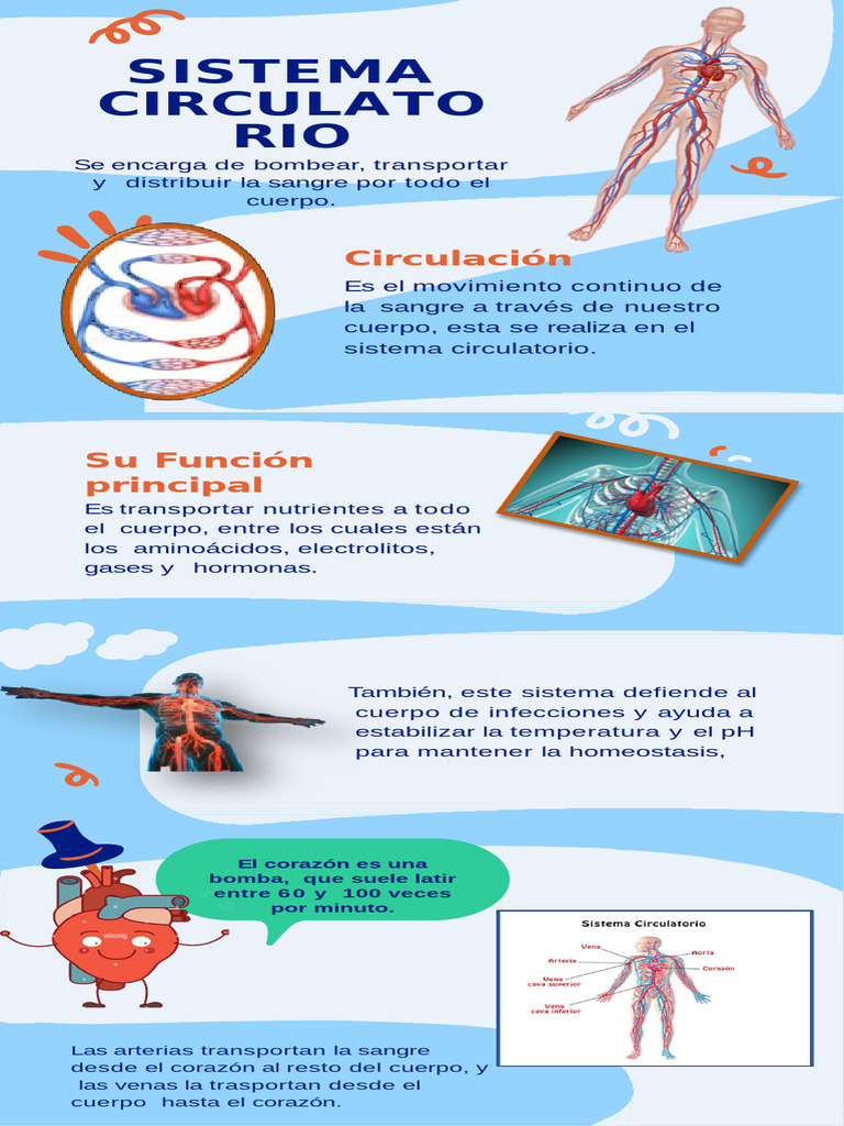 Sistema Circulatorio Noveno Infografia | PDF