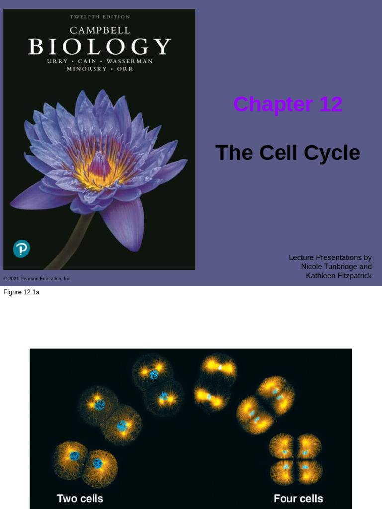 Lecture-Chapter12-The Cell Cycle+ | PDF | Mitosis | Chromosome