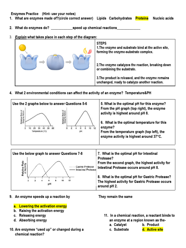 Enzymes Practice | PDF | Enzyme | Chemical Reactions