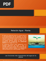 Apoplasto y Simplasto | PDF | Raíz | Biología Celular)