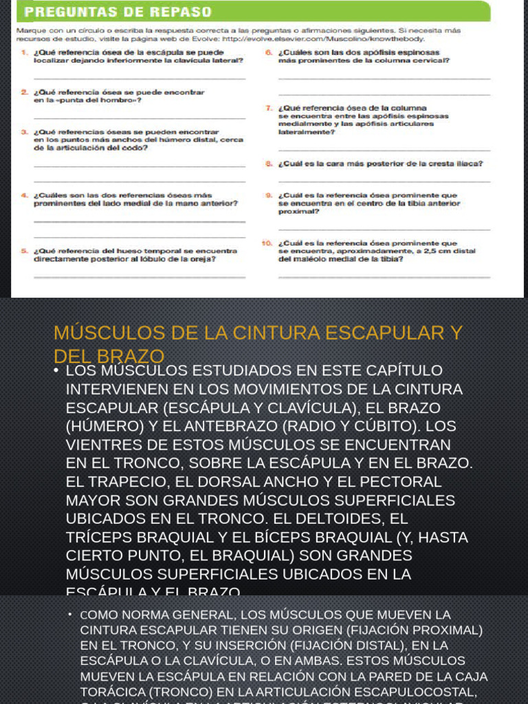 Músculos de la Parte Superior del Cuerpo | PDF | Anatomía humana ...
