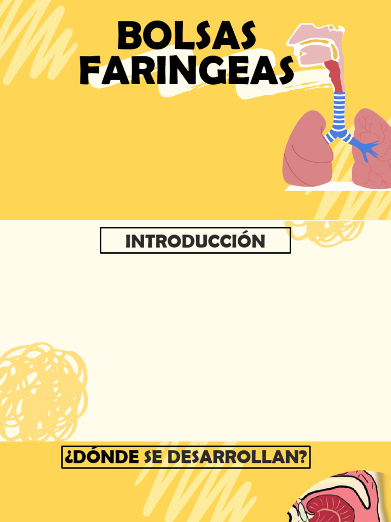 Bolsas Faríngeas | PDF | Timo | Tiroides