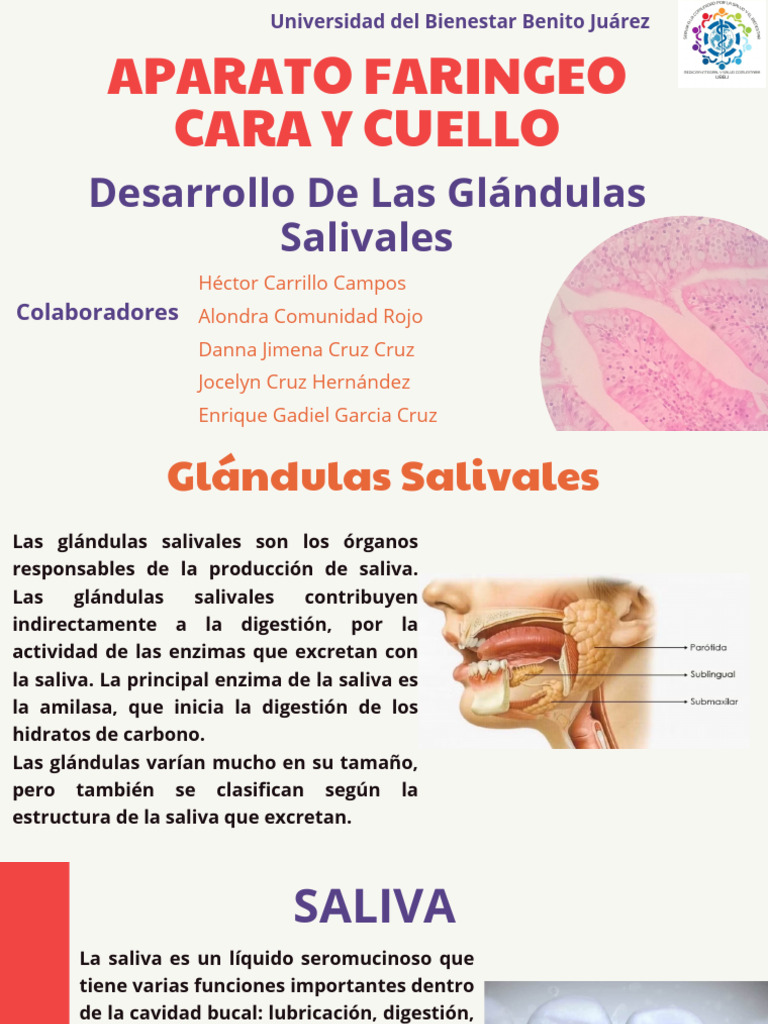Glándulas Salivales: Función y Desarrollo | PDF | Saliva | Anatomía