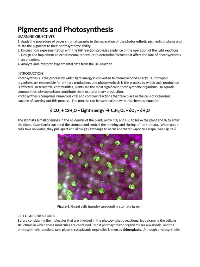 Photosynthesis: Pigments and Reactions | PDF | Photosynthesis | Chloroplast