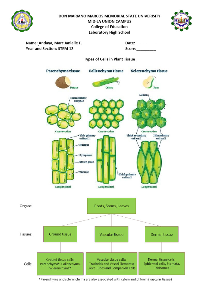 Types of Cell in Plant Tissue | PDF