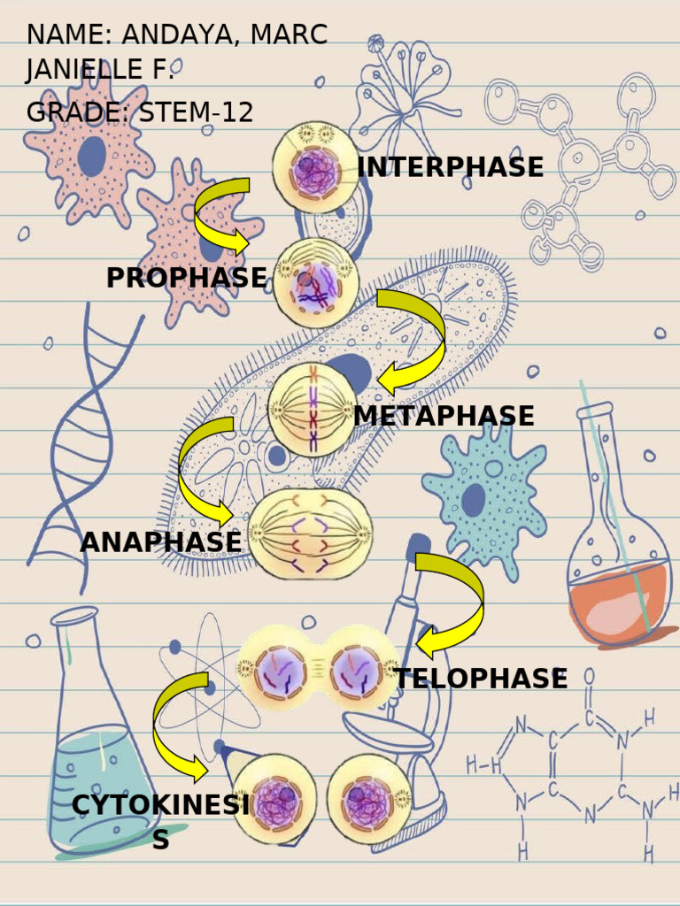 Interphase | PDF