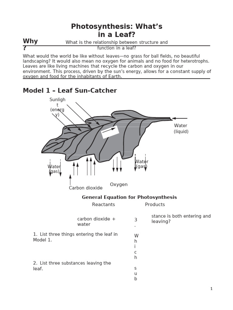 12 Photosynthesis Whats in A Leaf S wx56ln 2iwina9 | PDF | Leaf | Stoma