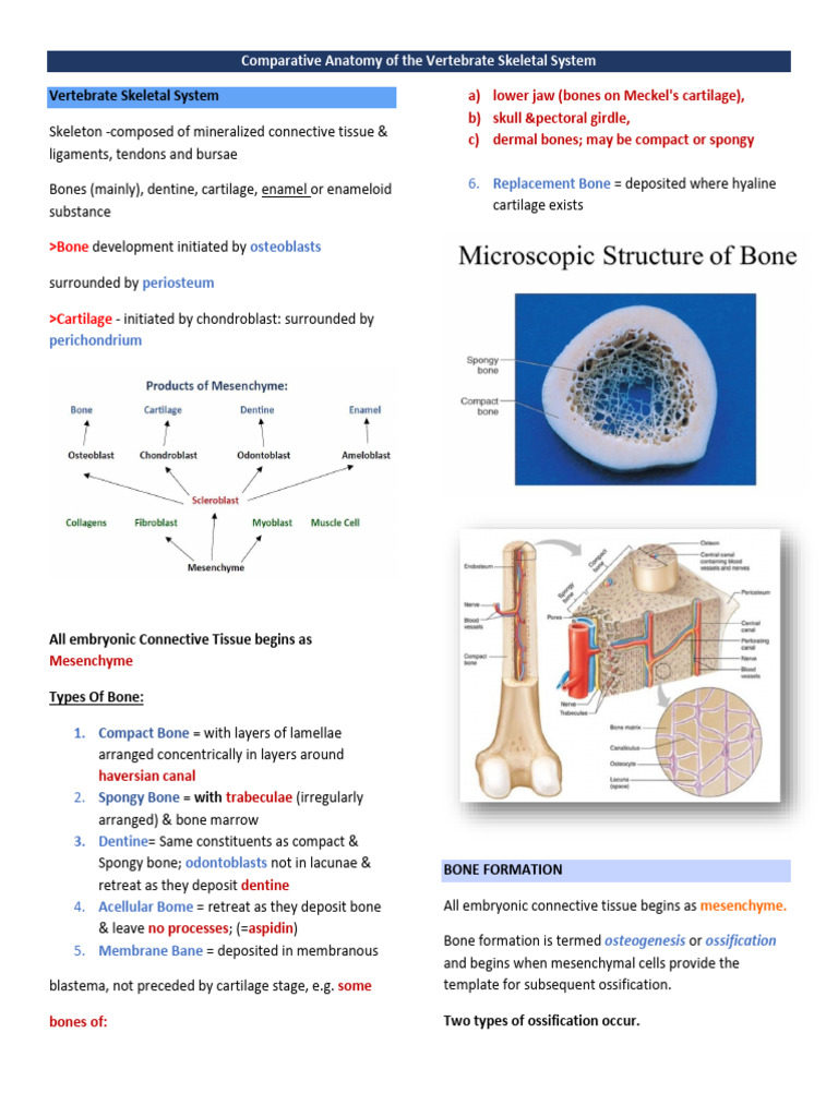 Compa ana notes | PDF | Vertebra | Vertebral Column