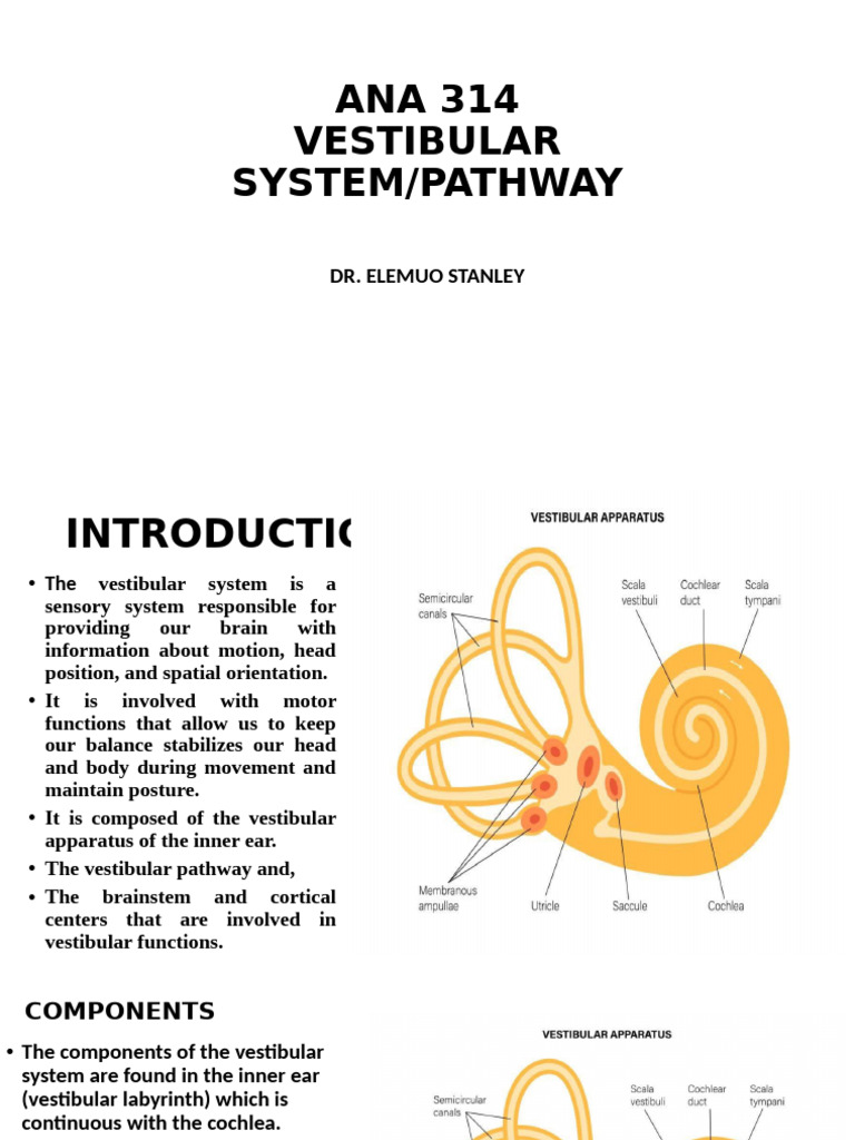 Vestibular Pathway 1 | PDF | Vestibular System | Auditory System