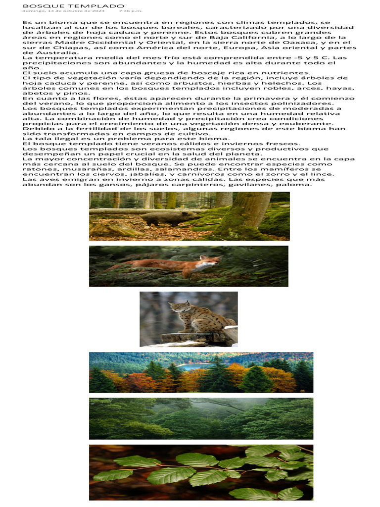 BOSQUE TEMPLADO | PDF