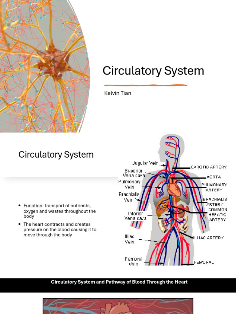 Circulatory System | PDF | Circulatory System | Artery