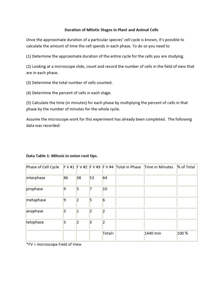 Mitosis Stages Worksheet | PDF | Mitosis | Cell Biology