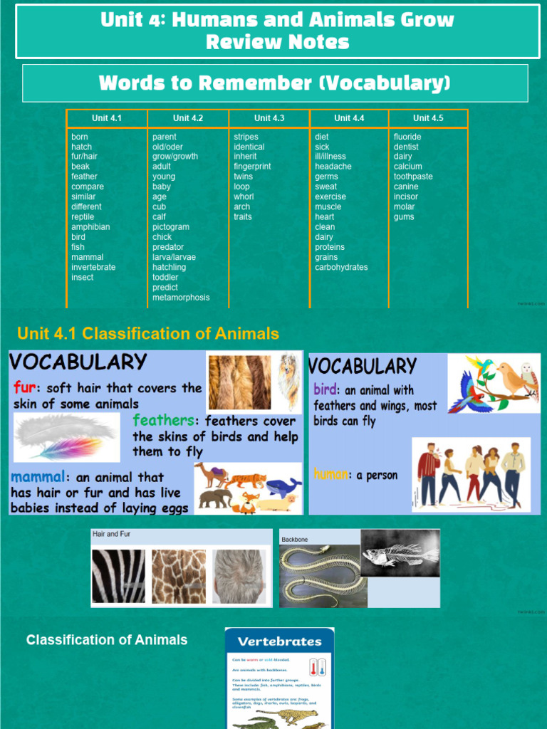 Unit 4 Review Notes | PDF