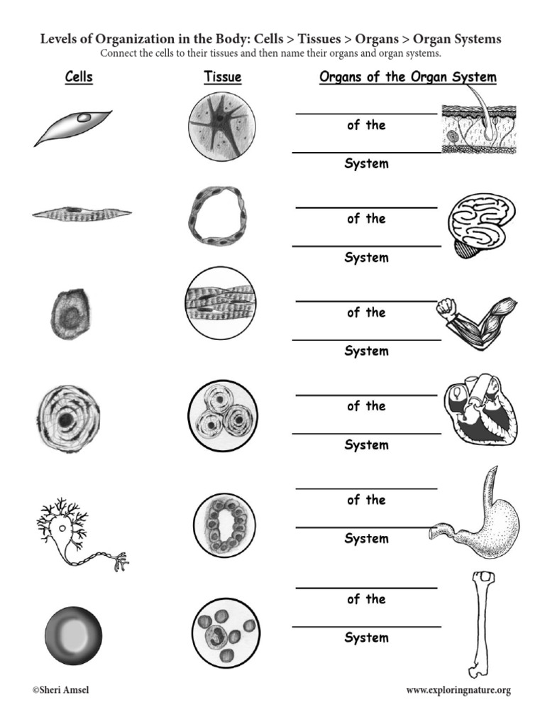 Levels Organization Activity W Key | PDF